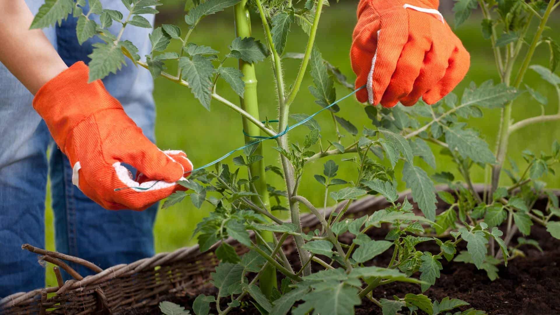 Tomato Planting Tips, Five Secrets to a Big Tomato Harvest