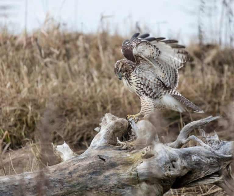 Hawks in Southern California: ID Guide & Where to Spot Them