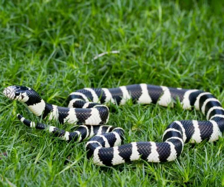 45 Snakes in Southern California- Pics, ID Tips, & more!
