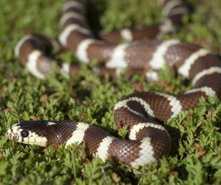 45 Snakes in Southern California- Pics, ID Tips, & more!