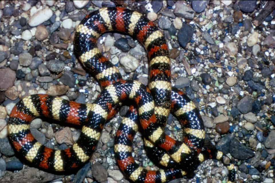 45 Snakes in Southern California- Pics, ID Tips, & more!