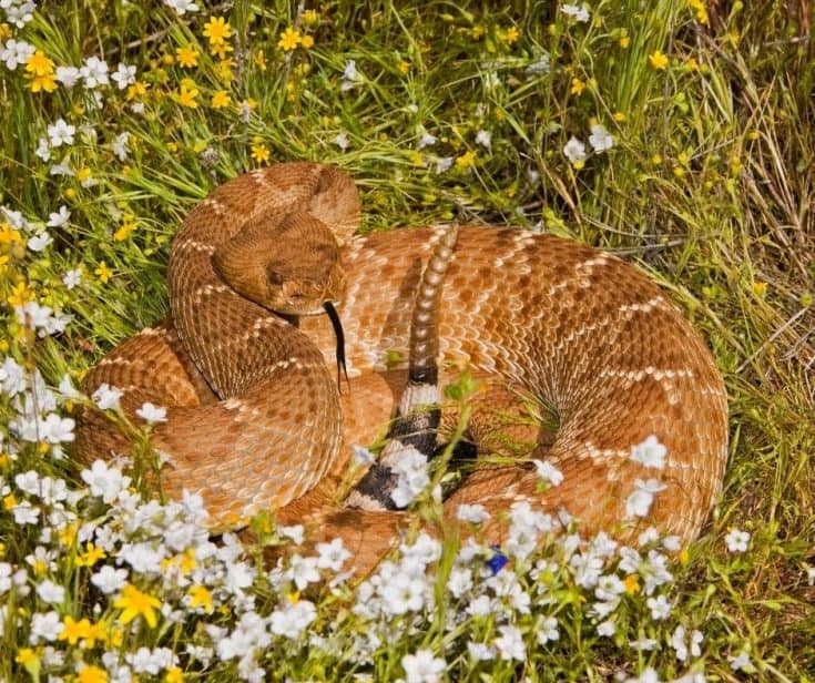 12 Venomous Snakes in California- Pics, ID Tips, & More!