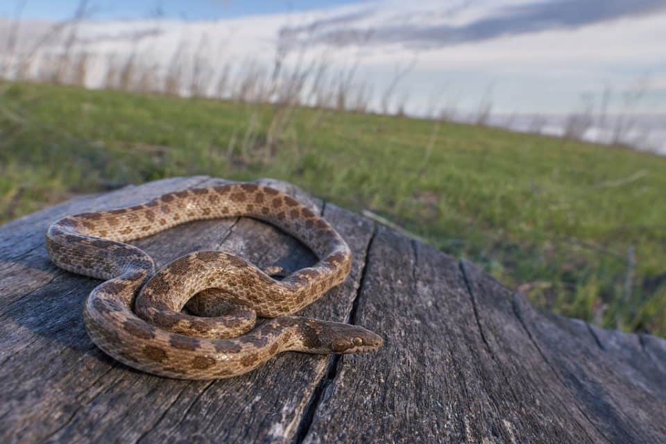 12 Venomous Snakes in California- Pics, ID Tips, & More!