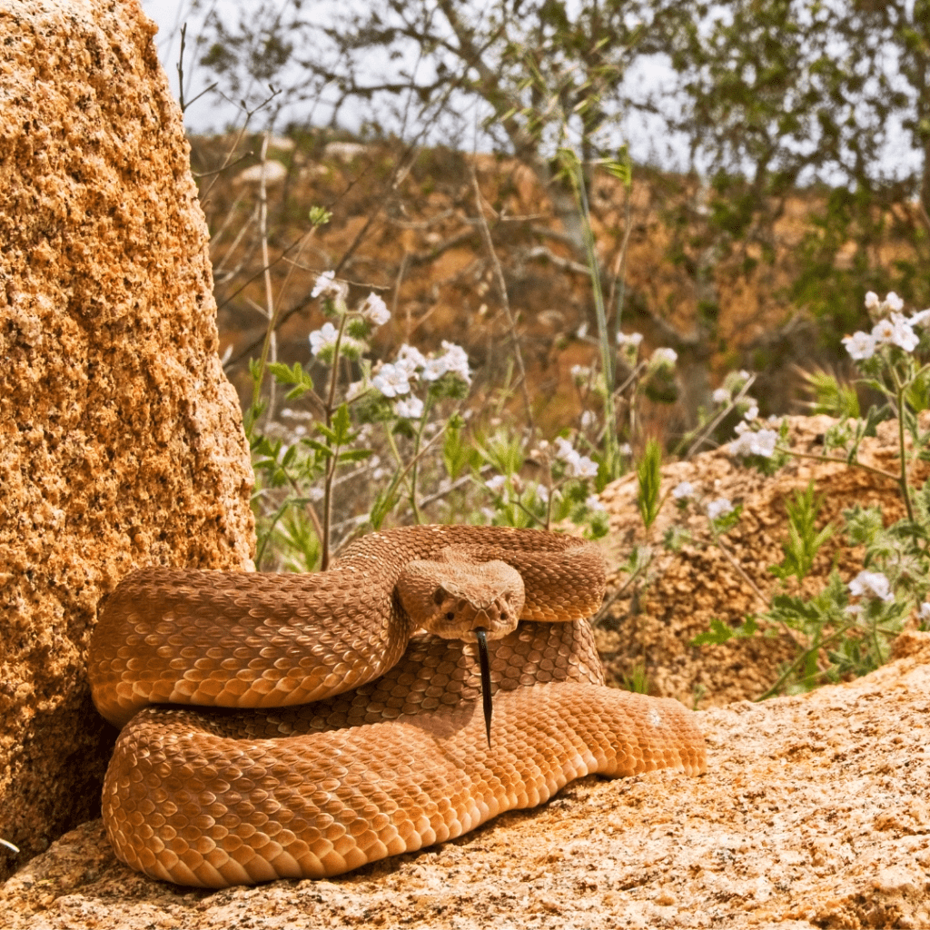 45 Snakes in Southern California- Pics, ID Tips, & more!