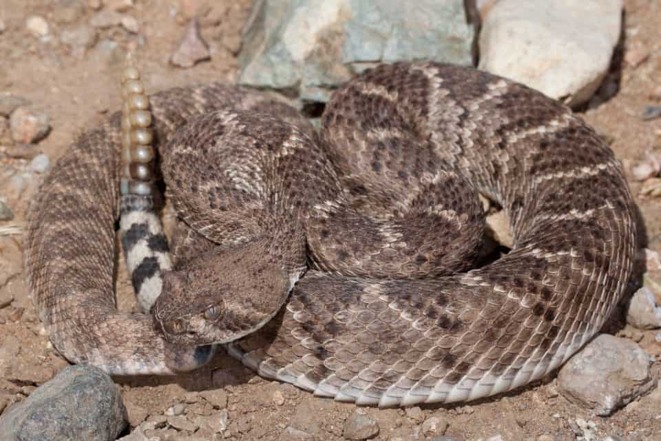 12 Venomous Snakes in California- Pics, ID Tips, & More!