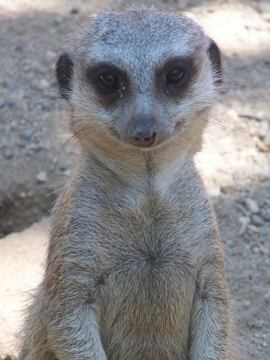 The 21 Best Zoos in California (& Aquariums Too!)