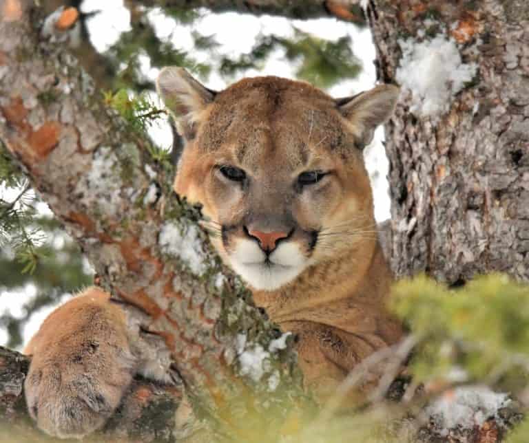 21 Animals in Yosemite- Fun Facts and Where to Find Them