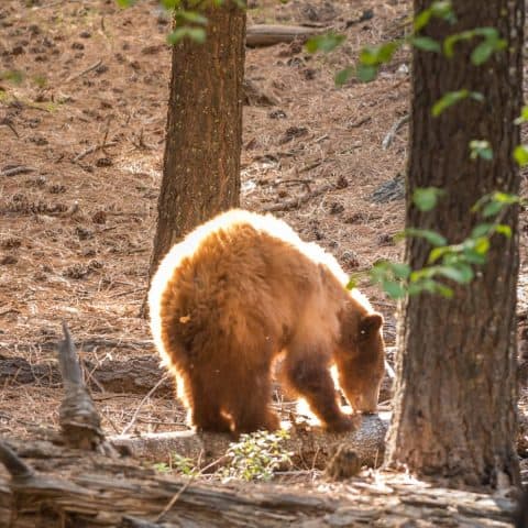 21 Animals in Yosemite- Fun Facts and Where to Find Them