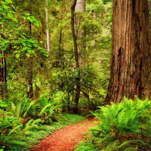 The 30 Best California State Parks You Need to Visit ASAP!