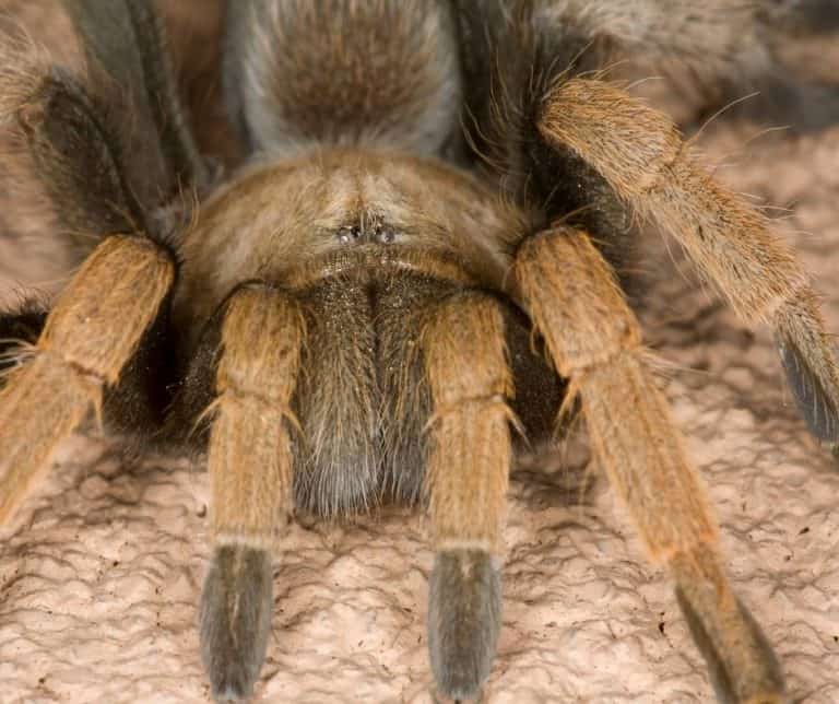 25 Animals in Death Valley- Fun Facts + Where to Find Them!