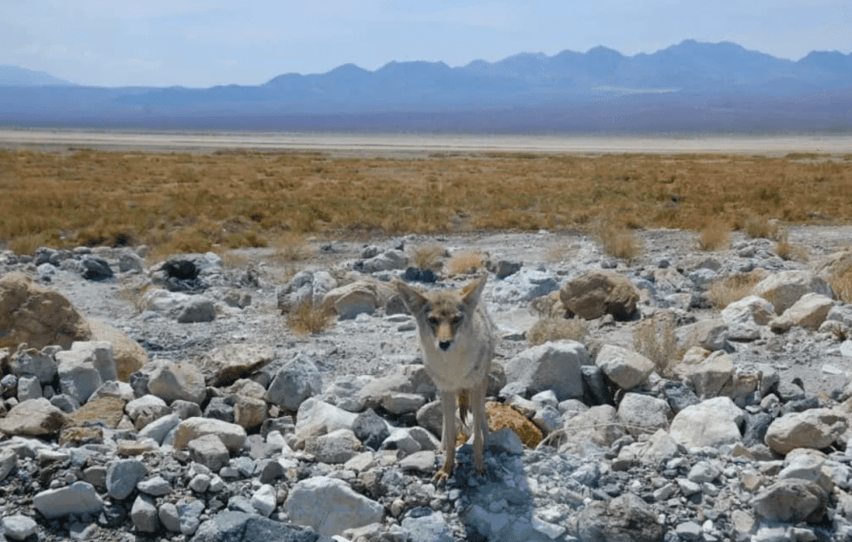 25 Animals in Death Valley- Fun Facts + Where to Find Them!