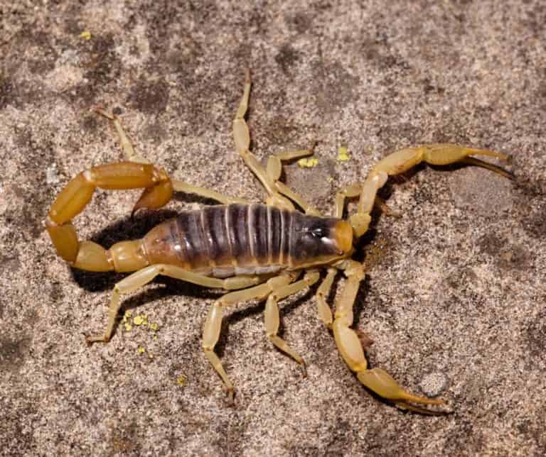 25 Animals in Death Valley- Fun Facts + Where to Find Them!