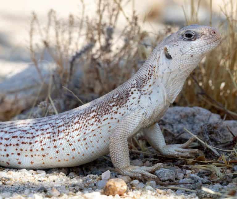 25 Animals in Death Valley- Fun Facts + Where to Find Them!