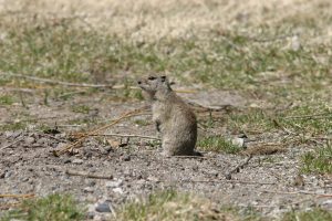 25 Animals in Death Valley- Fun Facts + Where to Find Them!