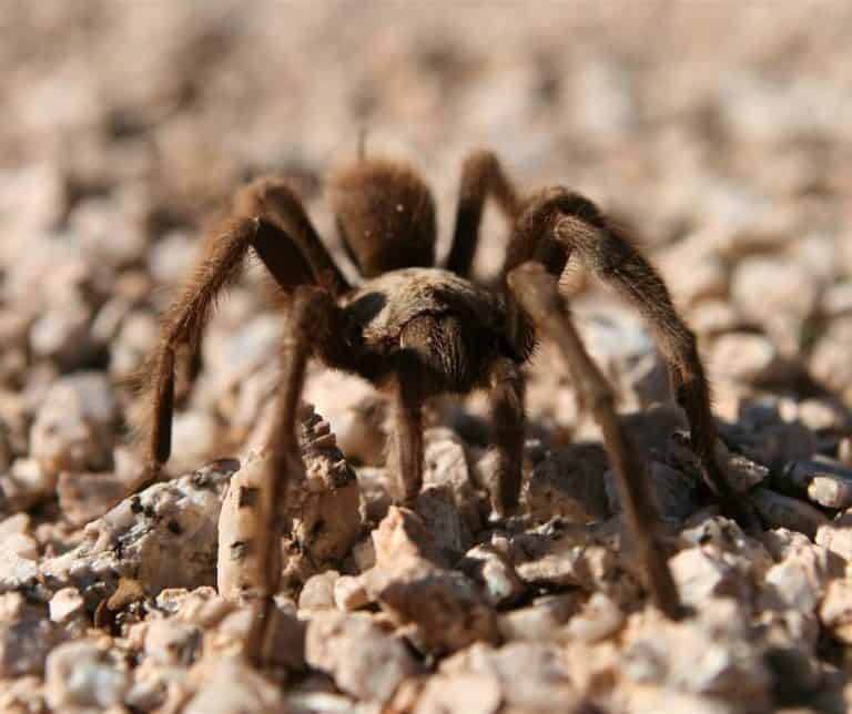 25 Animals in Death Valley- Fun Facts + Where to Find Them!