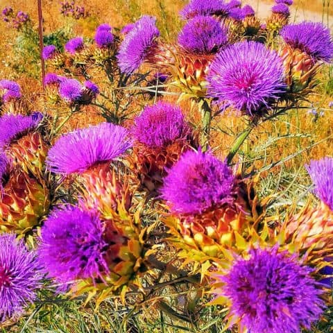 10 Incredible Medicinal Garden Plants for Holistic Healing