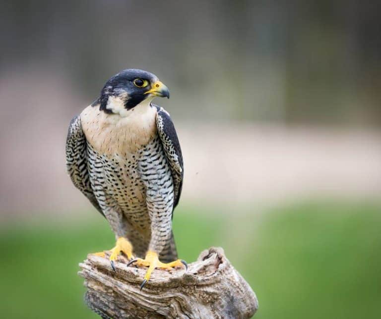 34 California Birds of Prey +Pics & Where to Find Them