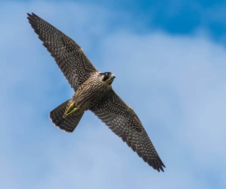 34 California Birds of Prey +Pics & Where to Find Them