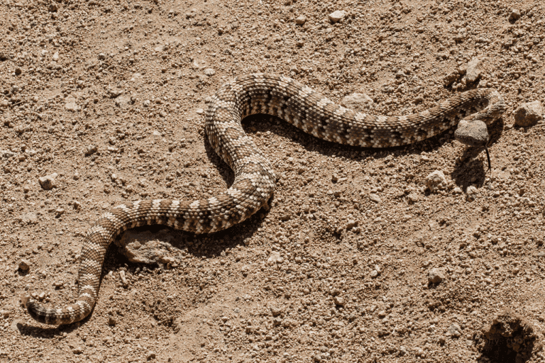 12 Venomous Snakes in California- Pics, ID Tips, & More!
