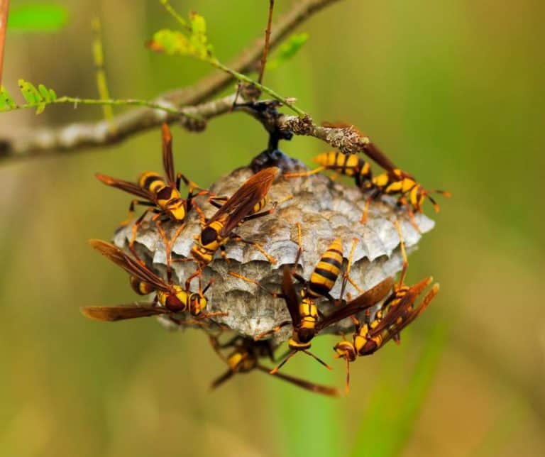 13 Dangerous Animals in California